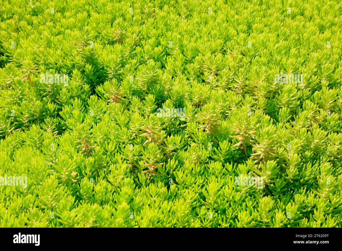 Sedum lineare immagini e fotografie stock ad alta risoluzione - Alamy