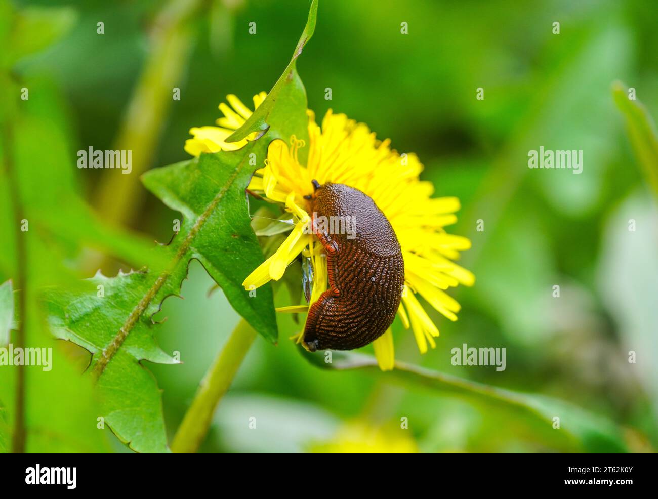 Mollusco gasteropode terrestre senza guscio immagini e fotografie stock ...