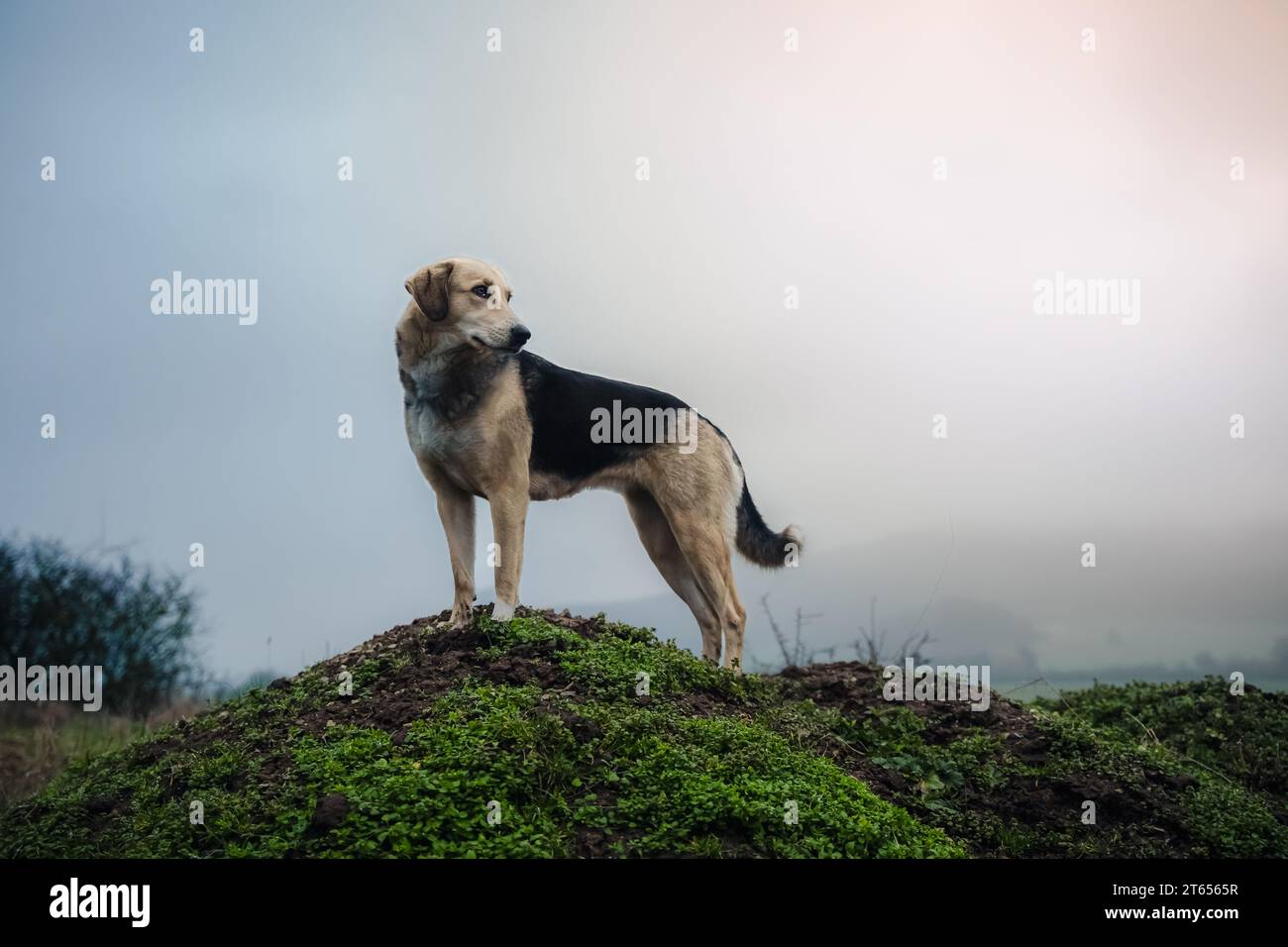 Posa maestosa del ritratto del cane immagini e fotografie stock ad alta ...
