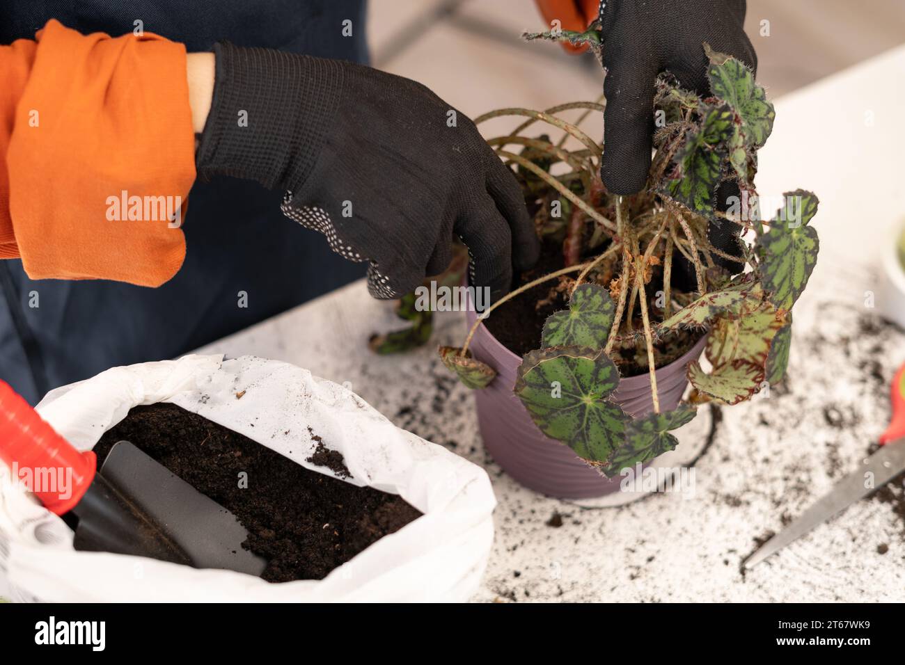 La bambina giardiniera presse la terra fresca in vaso con la pianta ...