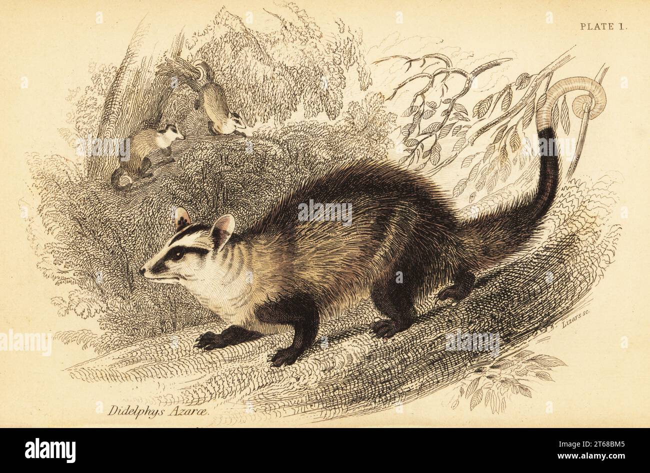 Didelphys azarae immagini e fotografie stock ad alta risoluzione - Alamy