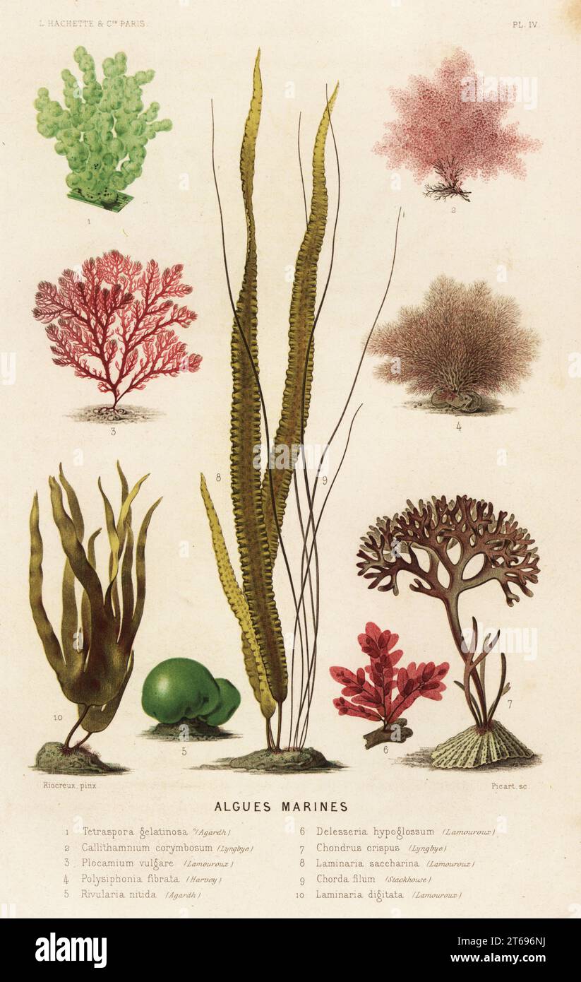 Plocamium vulgare immagini e fotografie stock ad alta risoluzione - Alamy