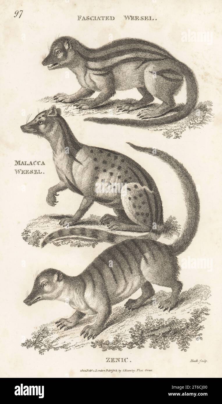 Mangusta malgascia a strisce larghe, Galidictis fasciata, piccolo civet ...