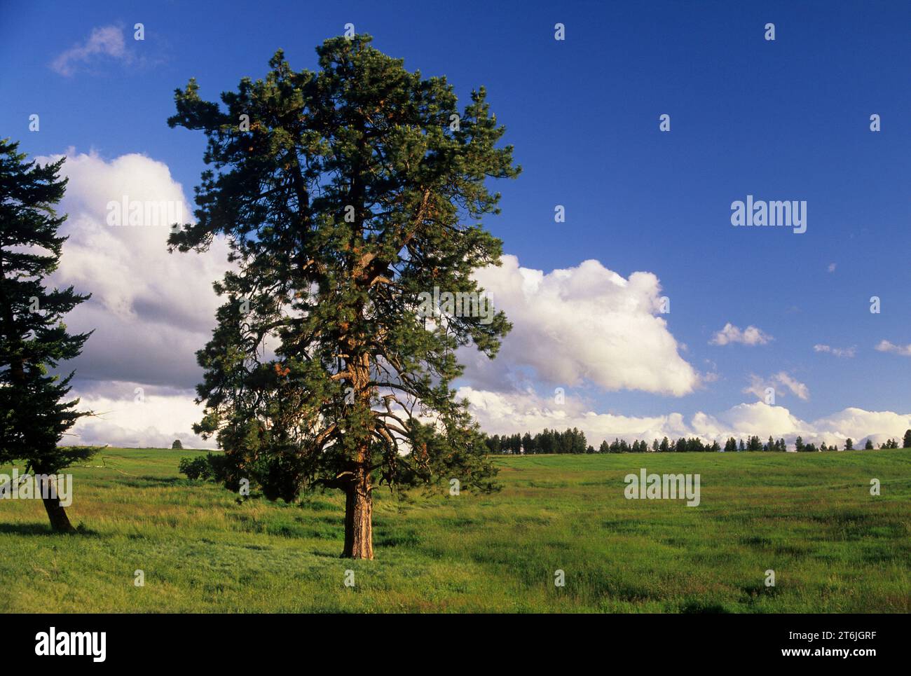 Ponderosa ranch immagini e fotografie stock ad alta risoluzione - Alamy