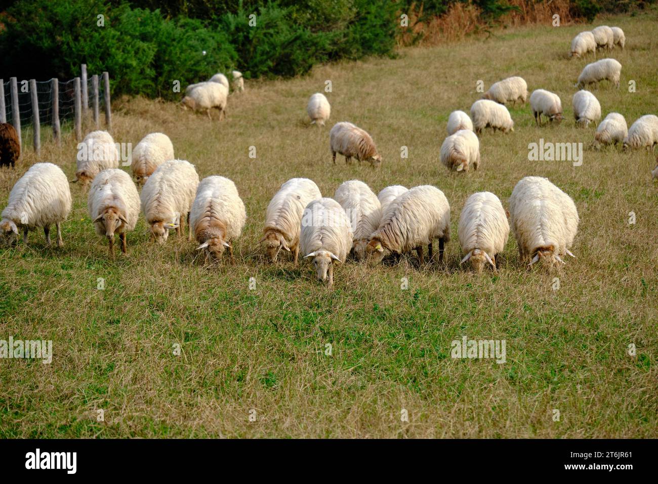 Via del villaggio in francia con un gregge di pecore immagini e ...