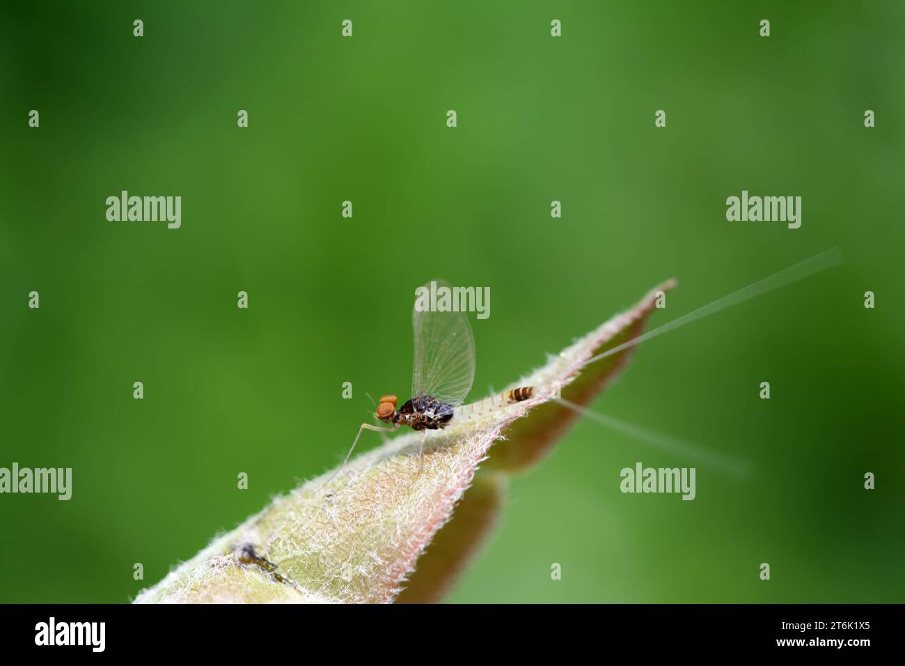 Strange insects immagini e fotografie stock ad alta risoluzione - Alamy