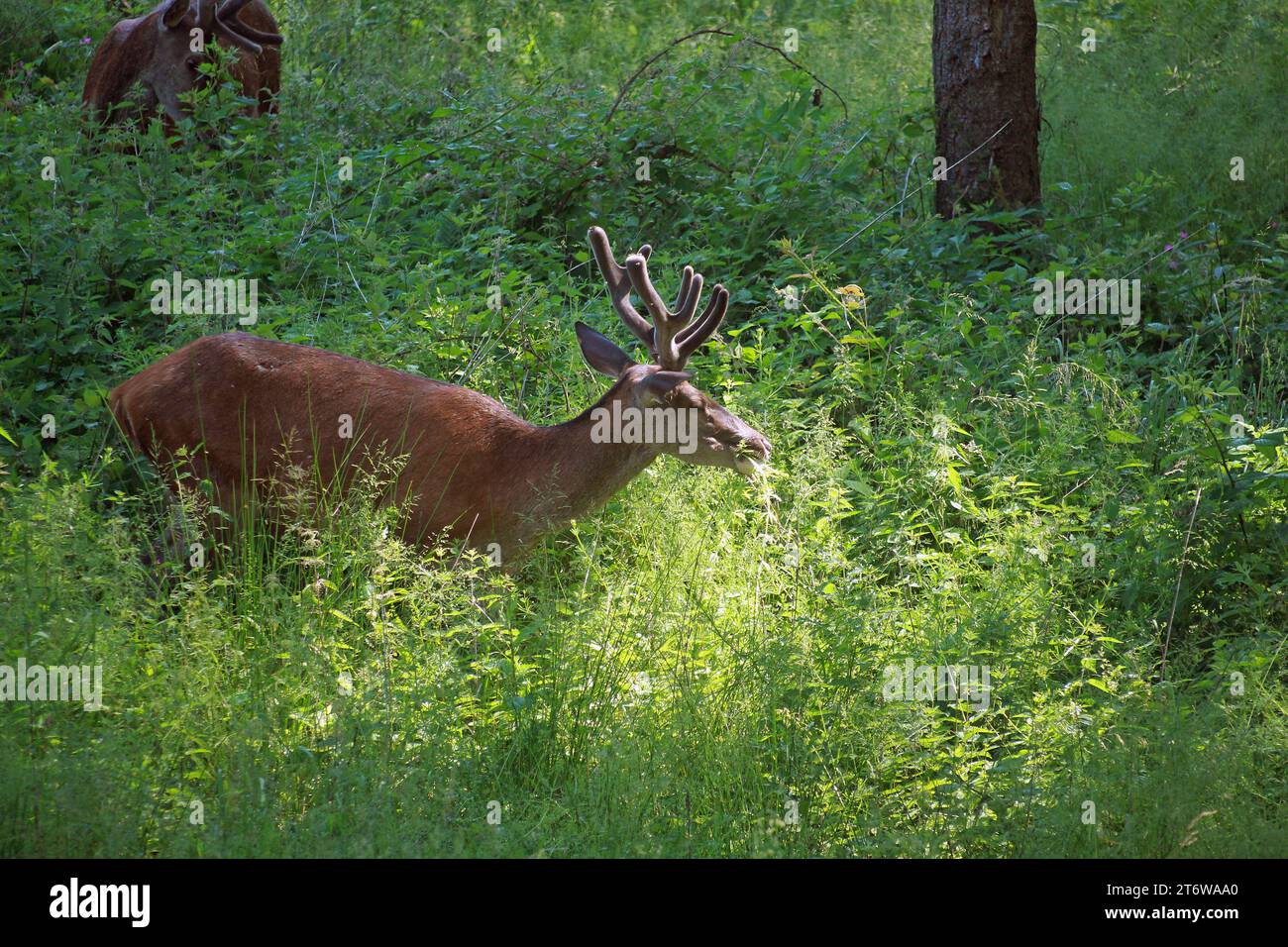 13.06.2023 Deutschland Laubacher Wald Rothirsche im Bast Cervus elaphus ...