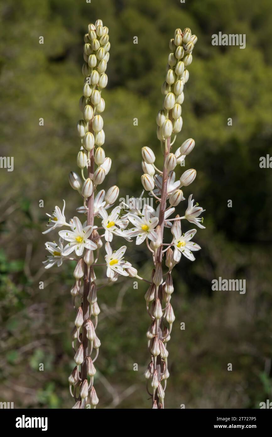 Piante di famiglia di cipolla selvatica immagini e fotografie stock ad ...
