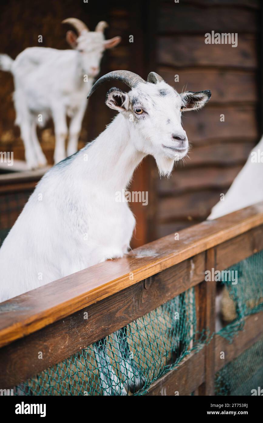 Capra capannone immagini e fotografie stock ad alta risoluzione - Alamy