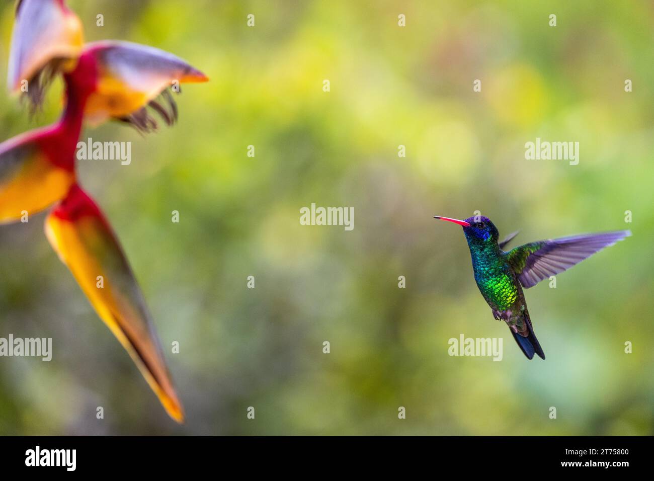 Helicona rostrata immagini e fotografie stock ad alta risoluzione - Alamy