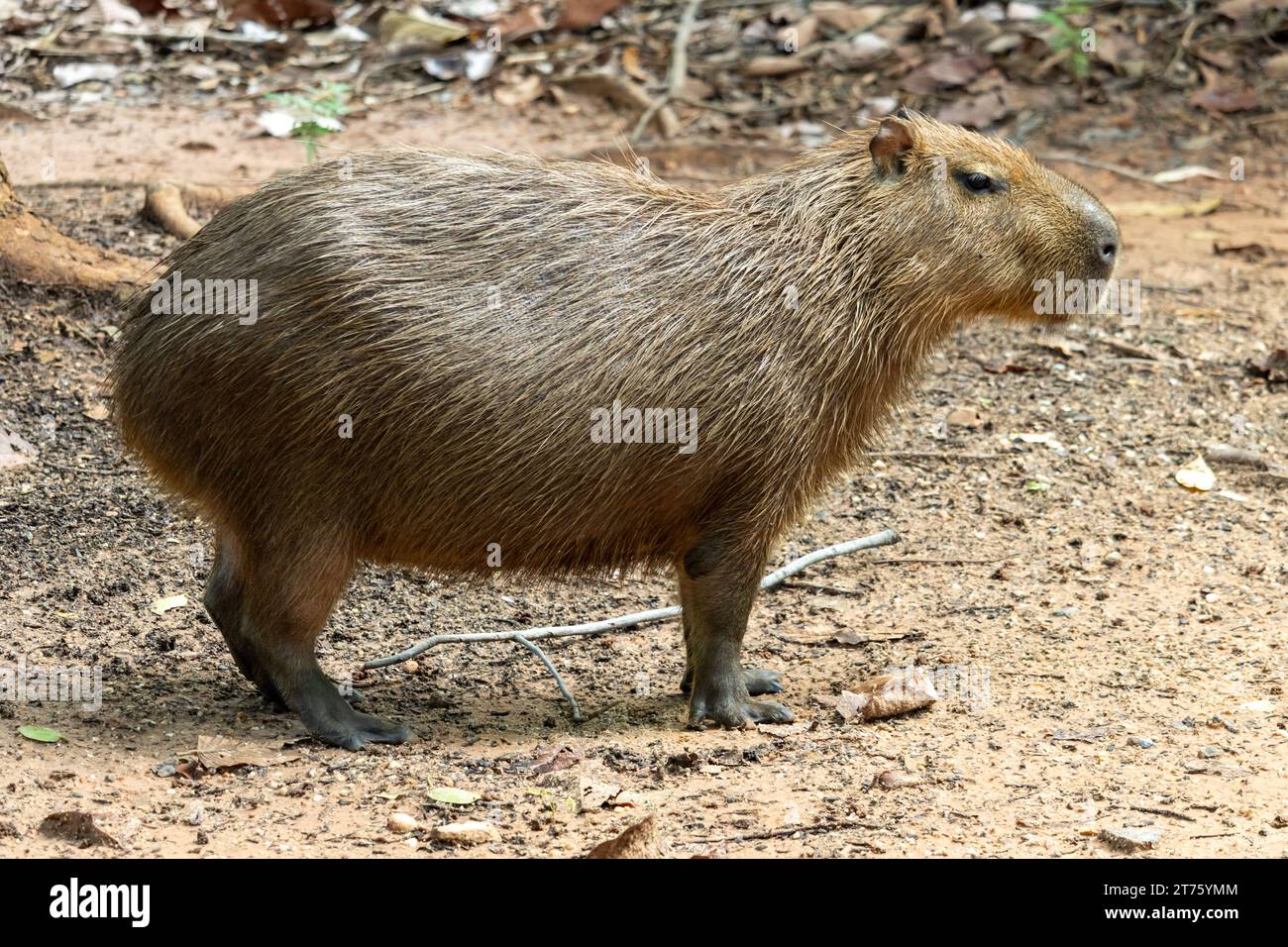 Capybara herbivore zoo immagini e fotografie stock ad alta risoluzione ...