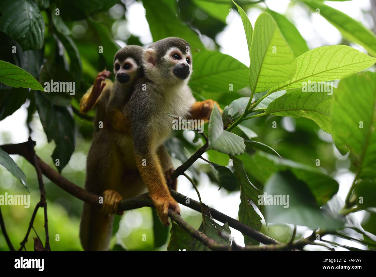 Scimmie in amazzonia immagini e fotografie stock ad alta risoluzione ...