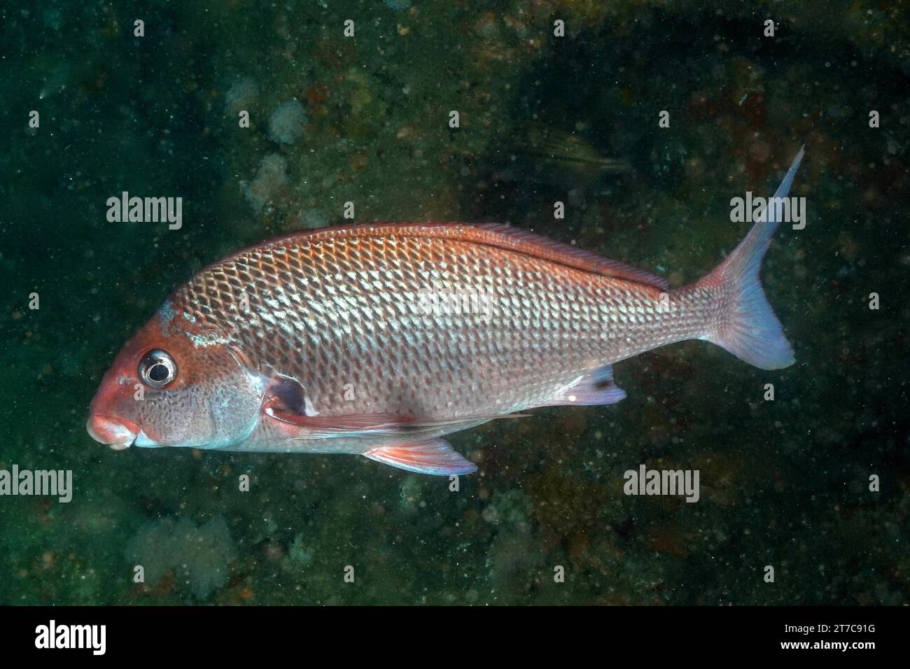Fingerfin natale immagini e fotografie stock ad alta risoluzione - Alamy