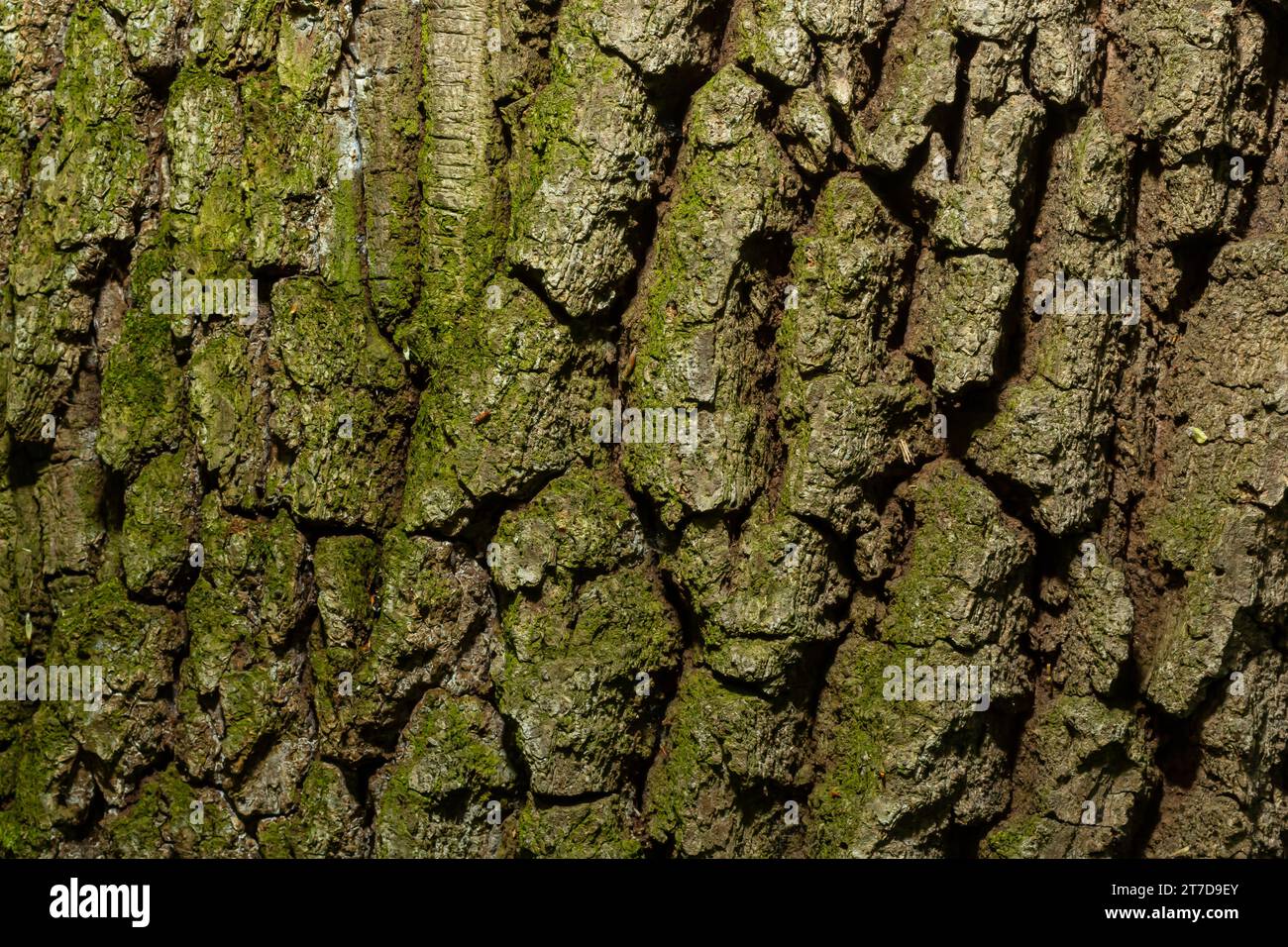 Seamless tileable wood texture immagini e fotografie stock ad alta ...