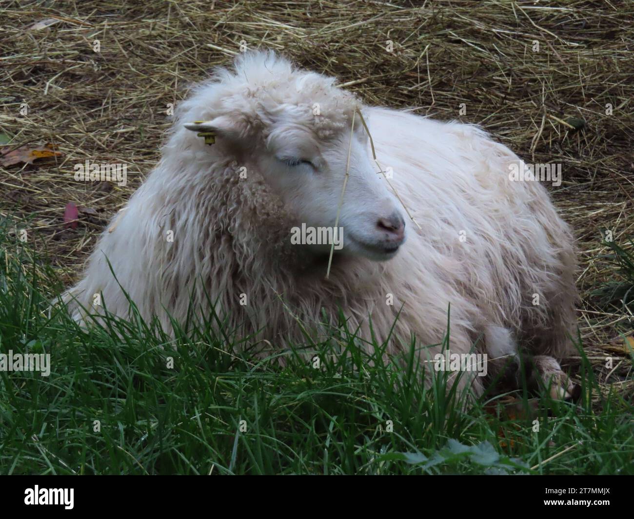 Skudden schaf immagini e fotografie stock ad alta risoluzione - Alamy