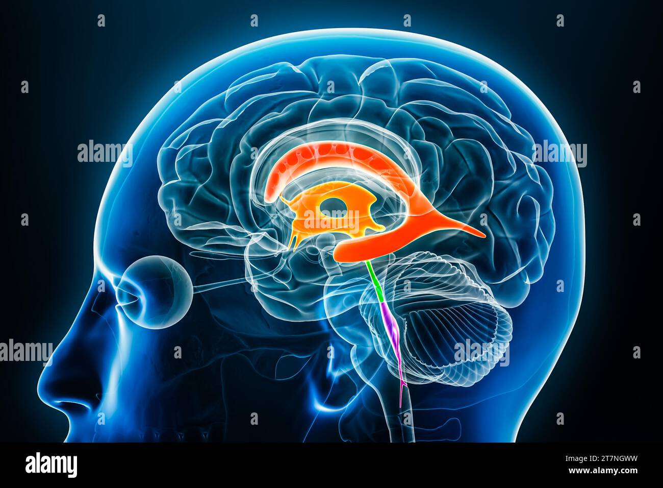 Ventricoli e acquedotto cerebrale a colori vista ravvicinata profilo ...