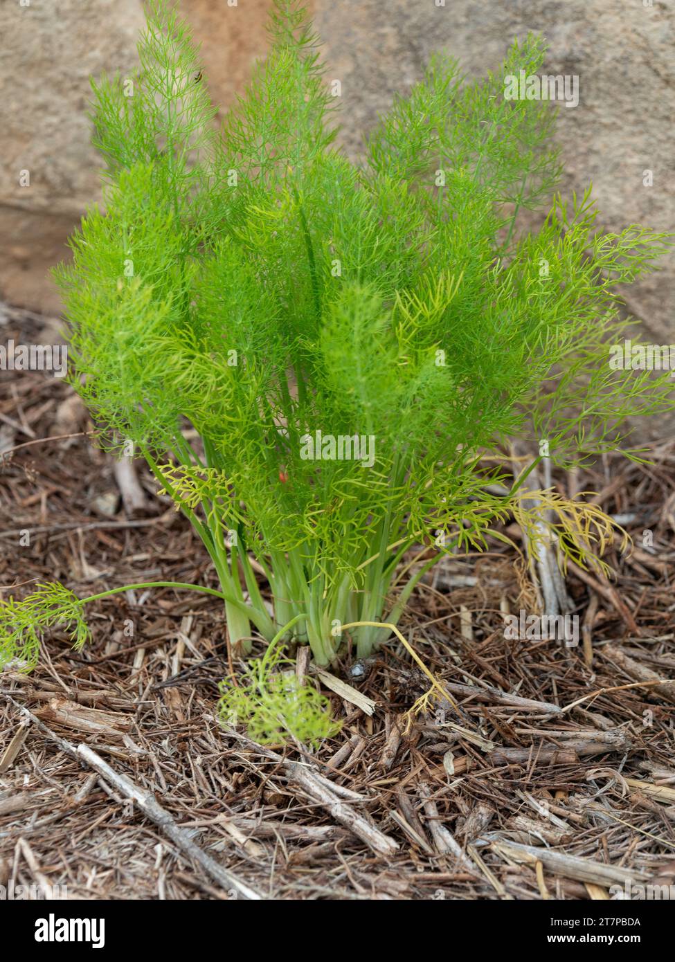 Piante di finocchio a bulbo immagini e fotografie stock ad alta ...