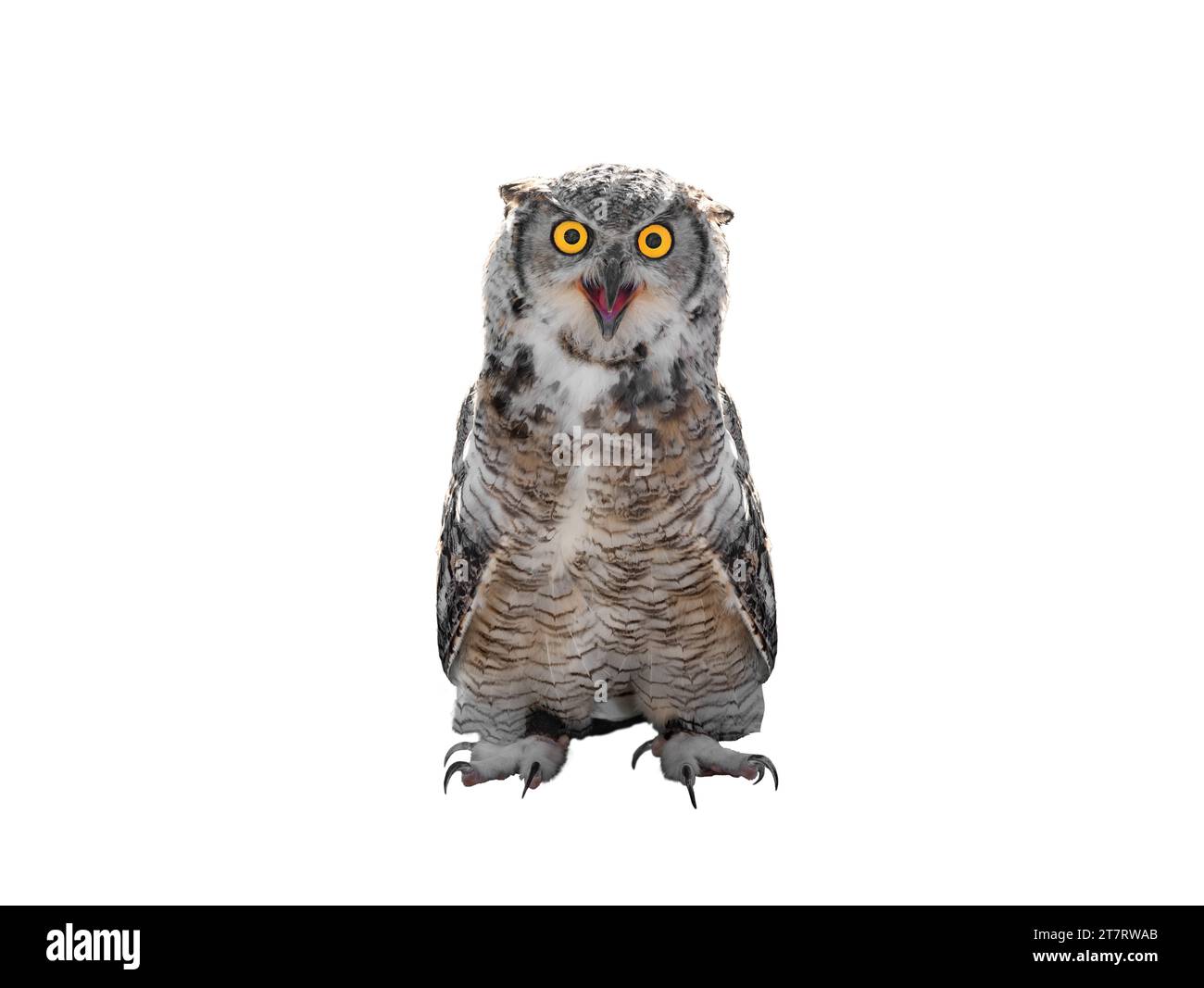 Gufi affamati immagini e fotografie stock ad alta risoluzione - Alamy