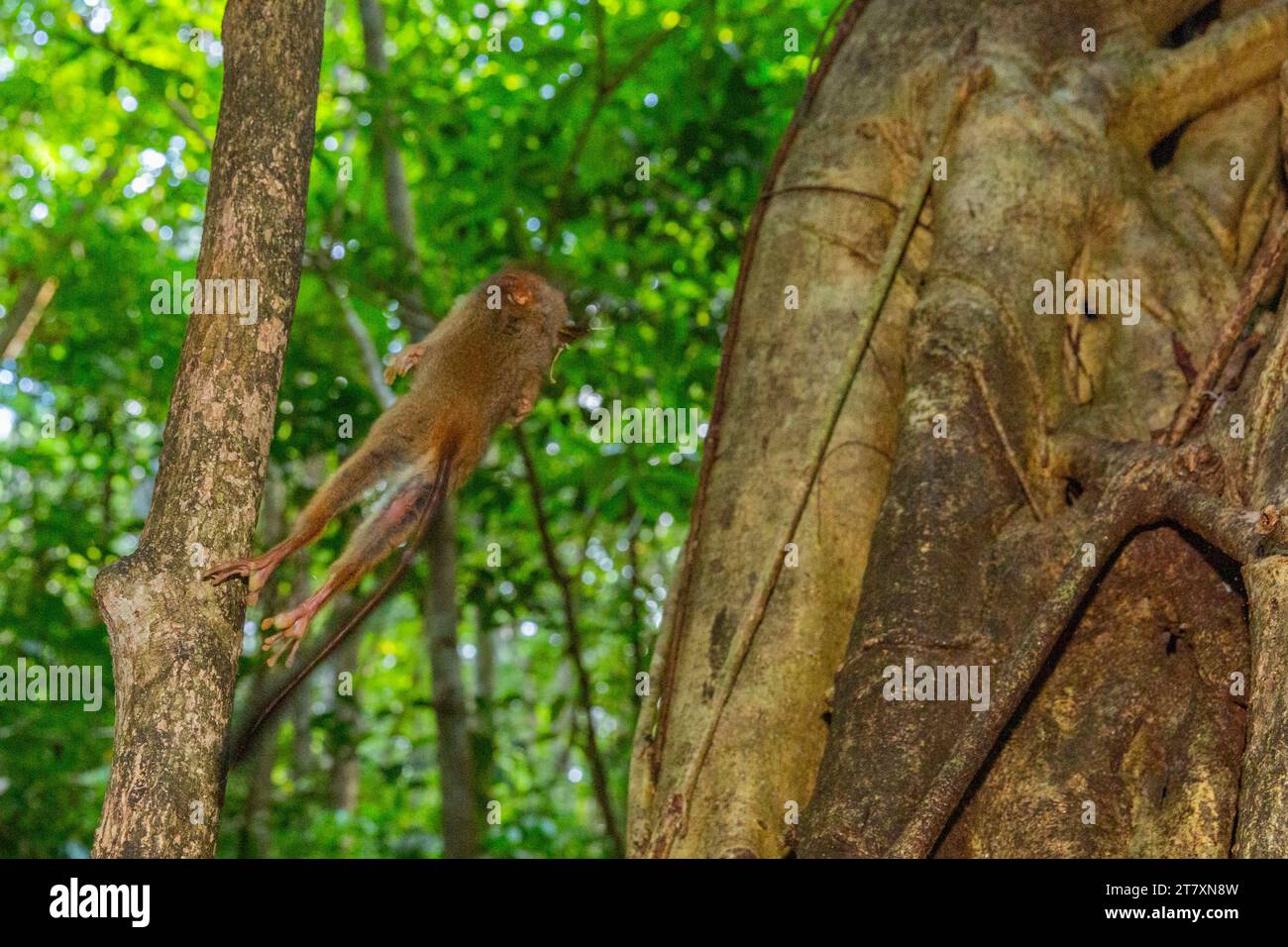 Gurskys tarsio spettrale immagini e fotografie stock ad alta risoluzione - Alamy