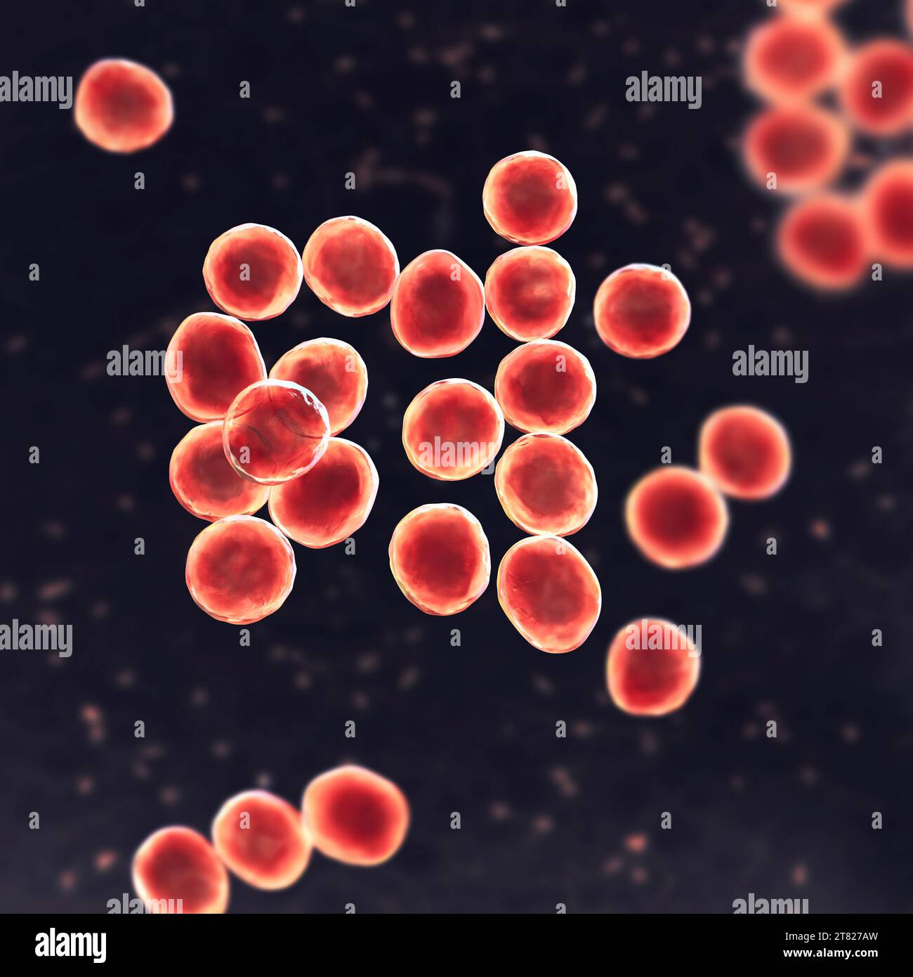 Morfologia batteri immagini e fotografie stock ad alta risoluzione - Alamy