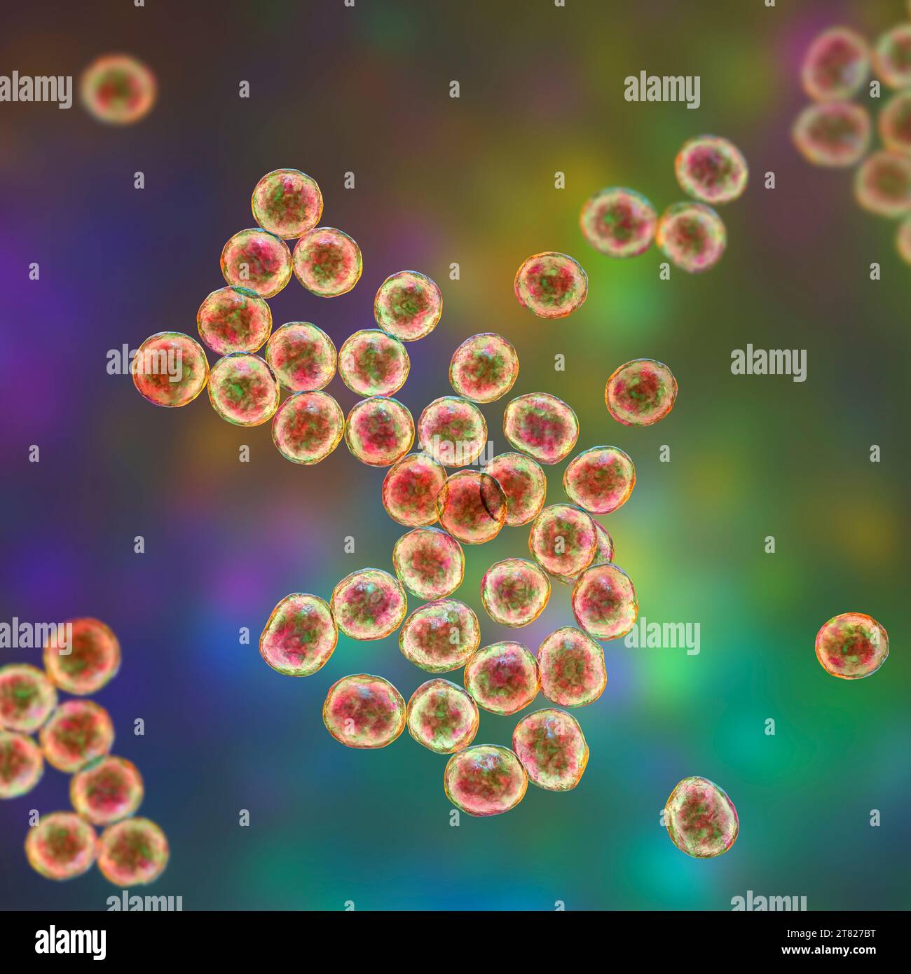 Morfologia batteri immagini e fotografie stock ad alta risoluzione - Alamy