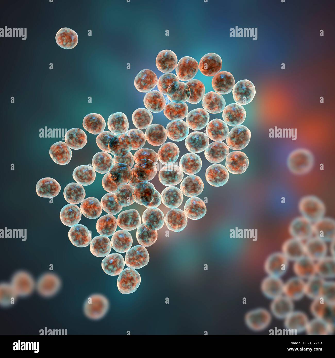 Morfologia batteri immagini e fotografie stock ad alta risoluzione - Alamy