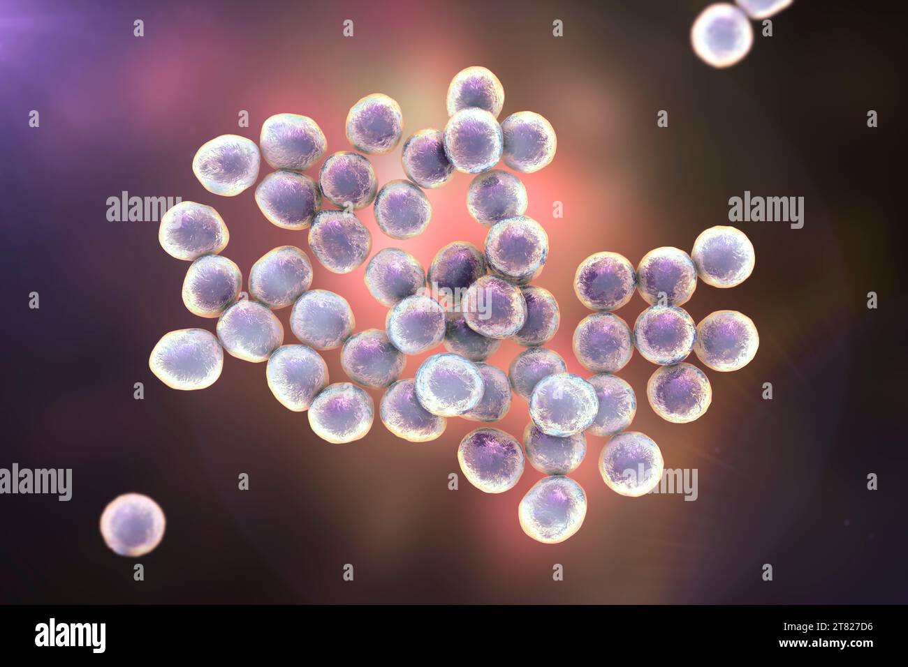 Morfologia batteri immagini e fotografie stock ad alta risoluzione - Alamy