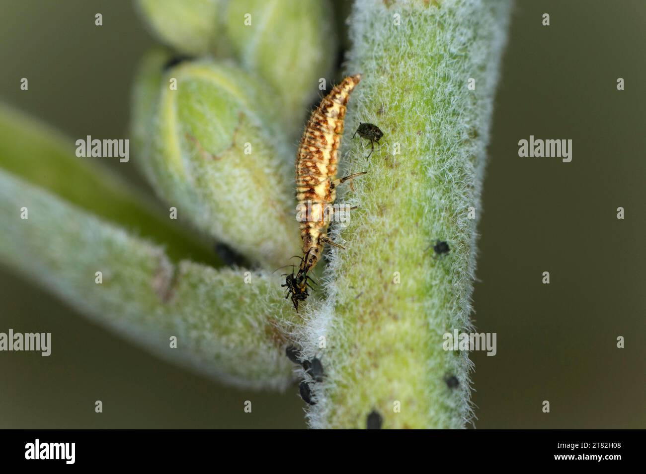 Leoni afidi immagini e fotografie stock ad alta risoluzione - Alamy