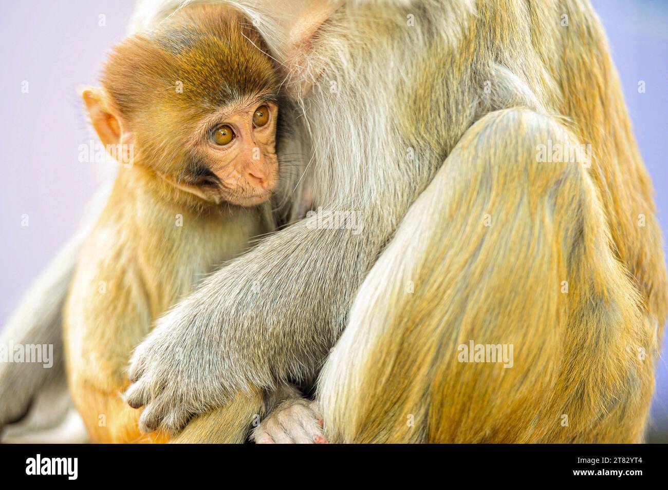 La scimmia Rhesus Macaque per le strade di Sylhet. Queste scimmie sono ...