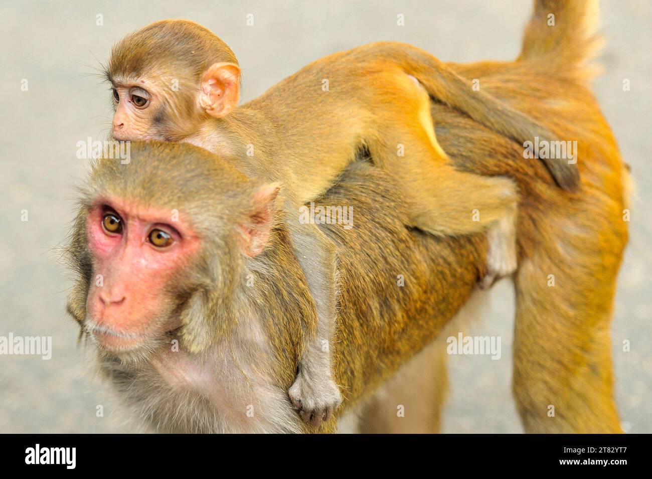 La scimmia Rhesus Macaque per le strade di Sylhet. Queste scimmie sono ...