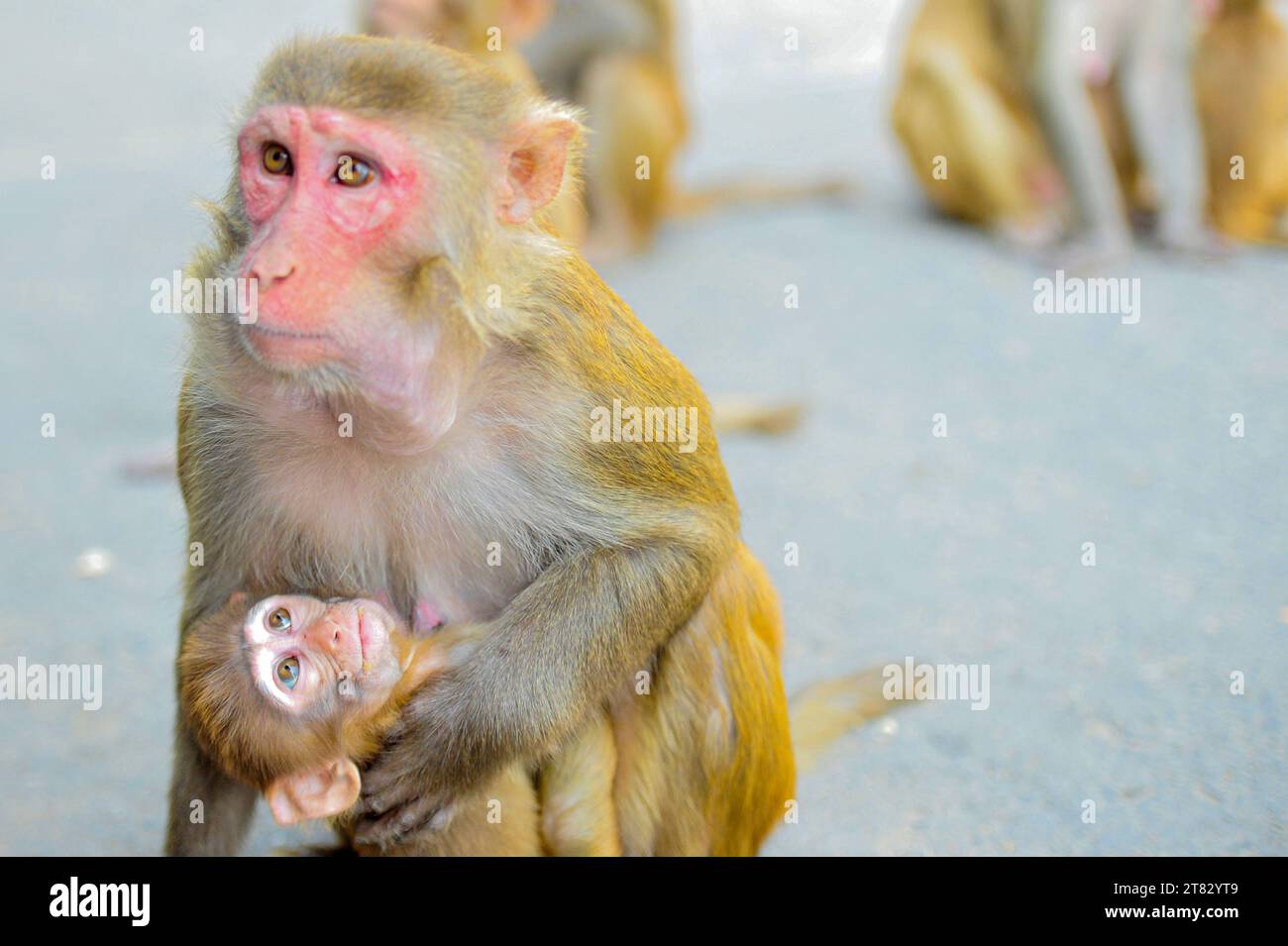 La scimmia Rhesus Macaque per le strade di Sylhet. Queste scimmie sono ...