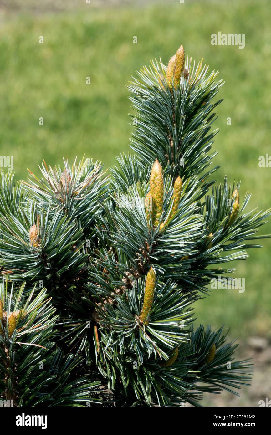 Foxtail pine immagini e fotografie stock ad alta risoluzione - Alamy