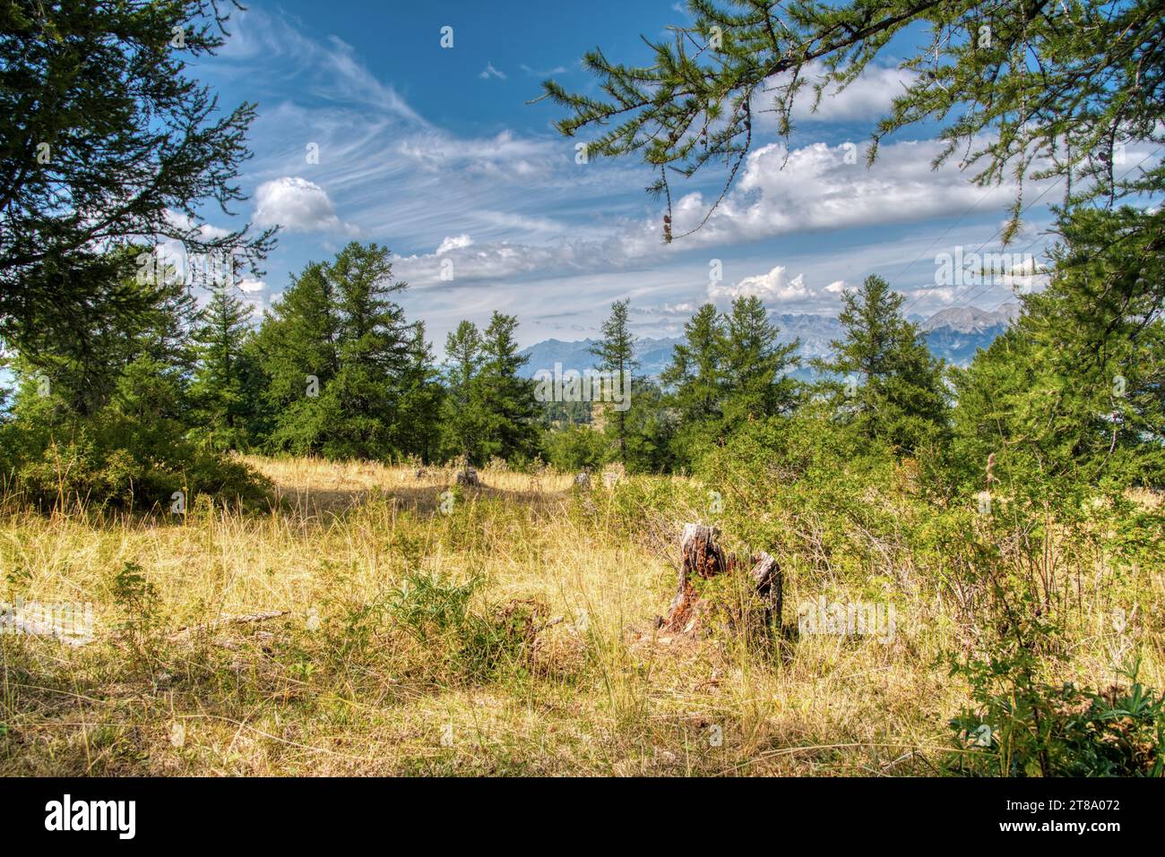 Paisajes flora y fauna immagini e fotografie stock ad alta risoluzione ...