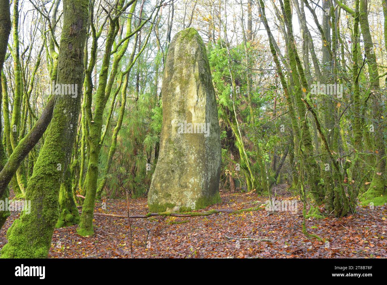 Le Menhir "le Dent de St Servais". Il monumento megalitico preistorico ...
