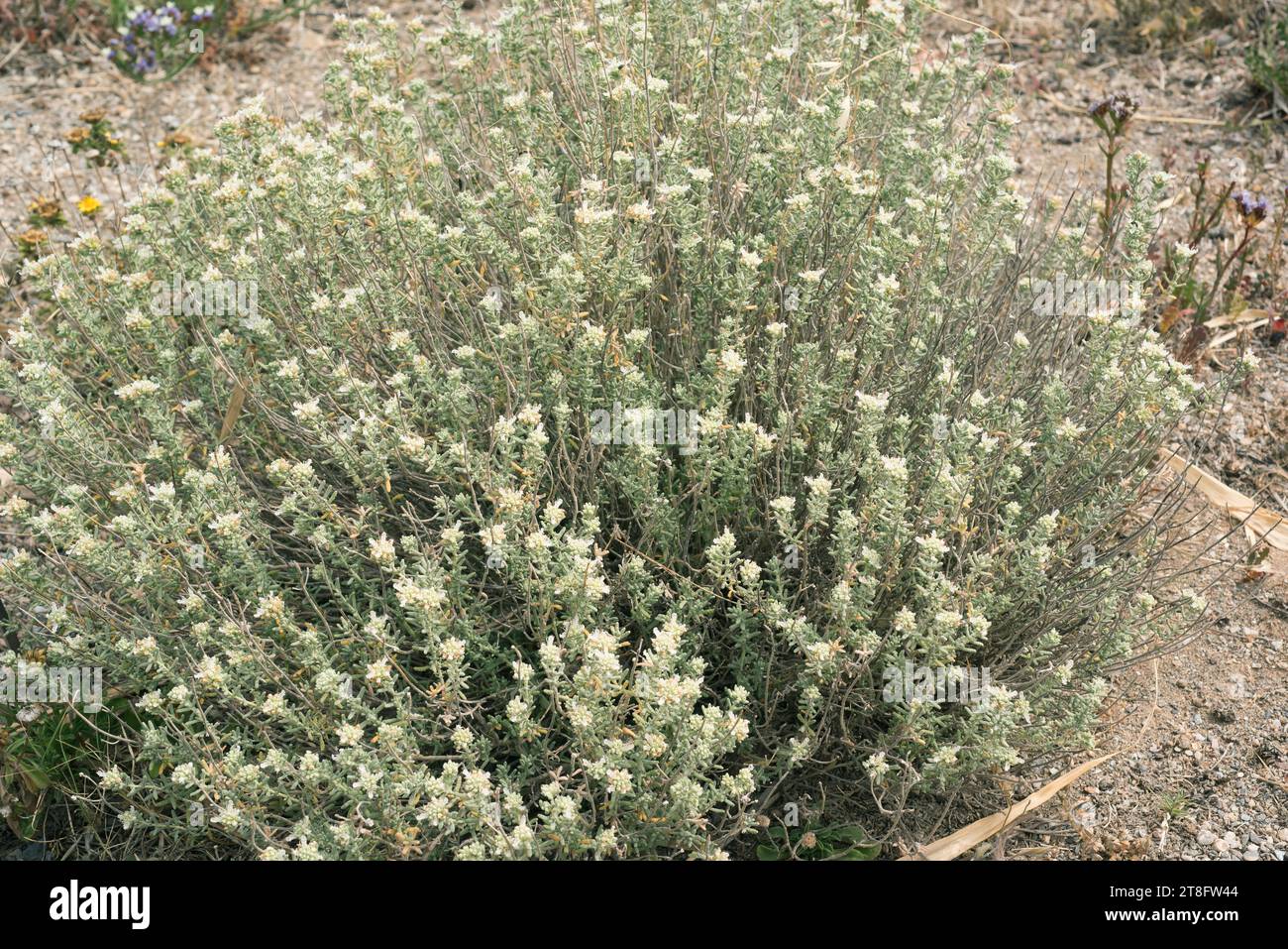 Il Teucrium dunense è una pianta perenne originaria delle coste della ...