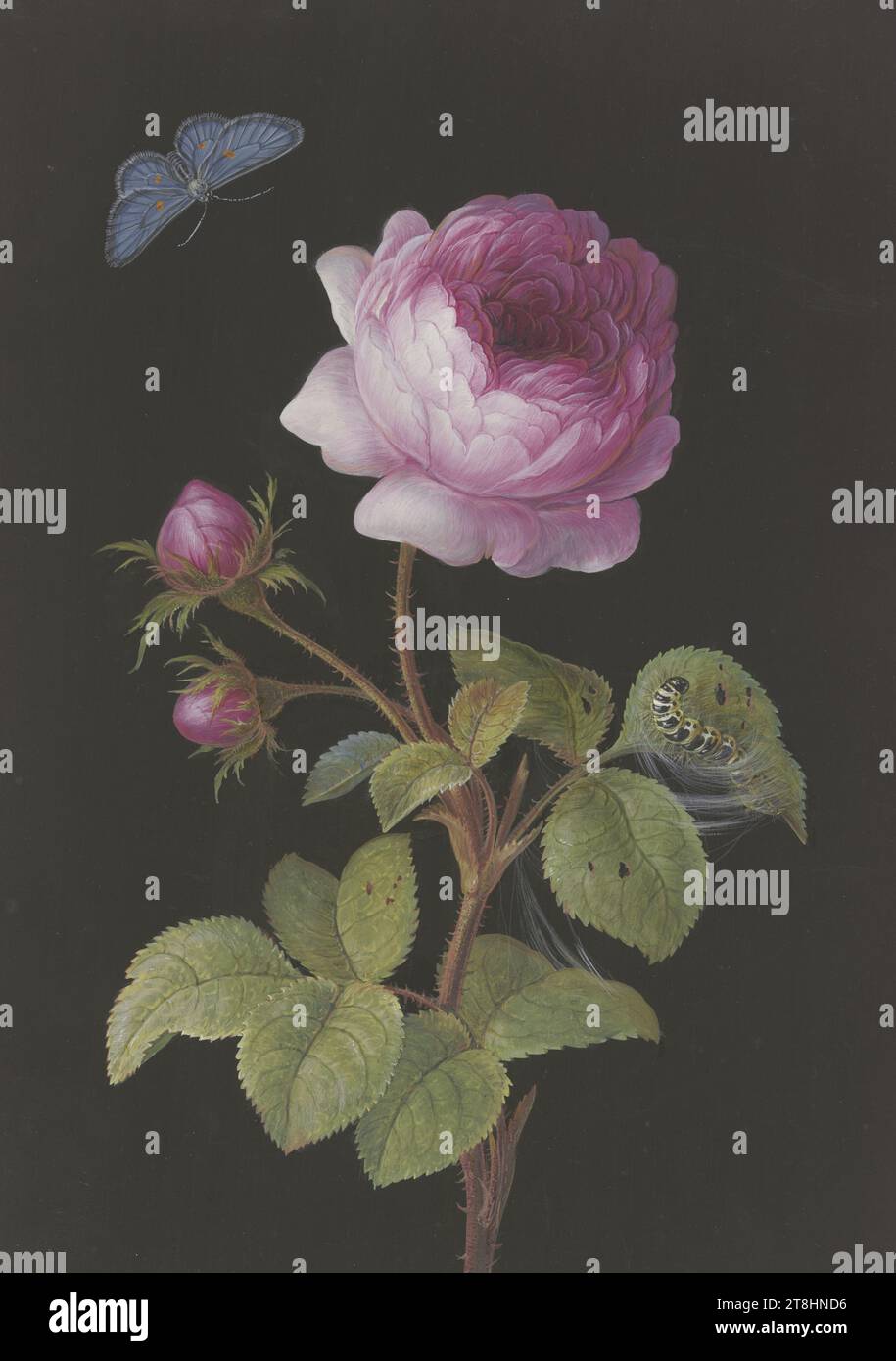 Bruco a terra immagini e fotografie stock ad alta risoluzione - Alamy