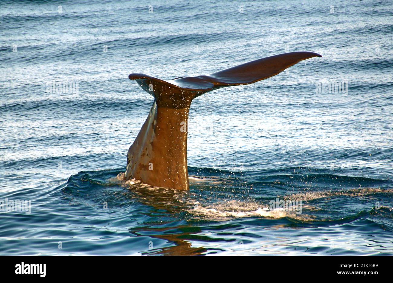 Spermatozoi, la balena spermatozelandese è la balena dentata più grande ...