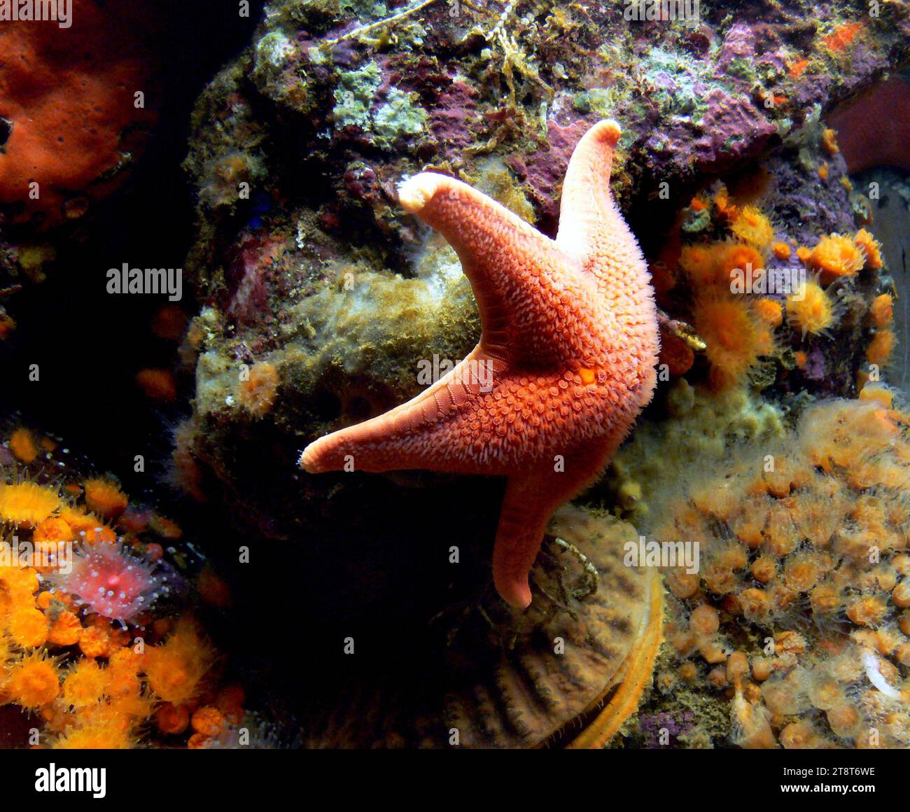 Applicato correttamente immagini e fotografie stock ad alta risoluzione ...