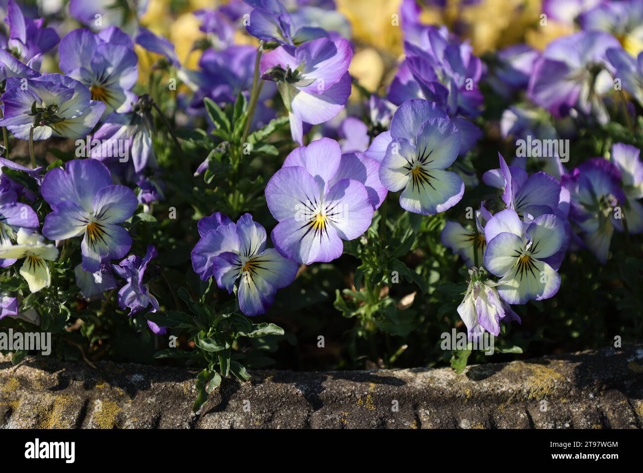 Fiori tricolori immagini e fotografie stock ad alta risoluzione - Alamy