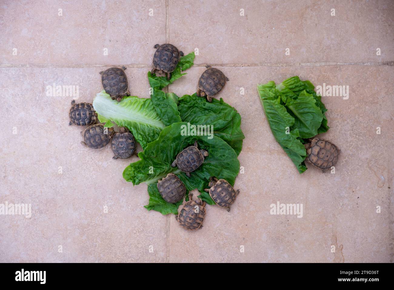 Reptiles eating immagini e fotografie stock ad alta risoluzione - Alamy