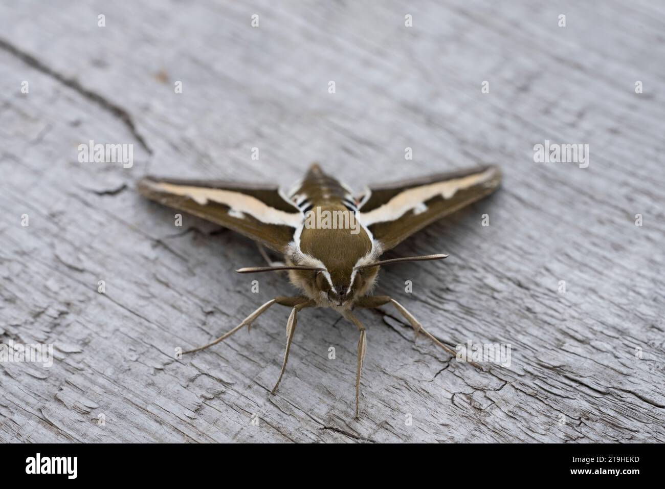 Falena marrone con linee bianche sulle ali immagini e fotografie stock ...