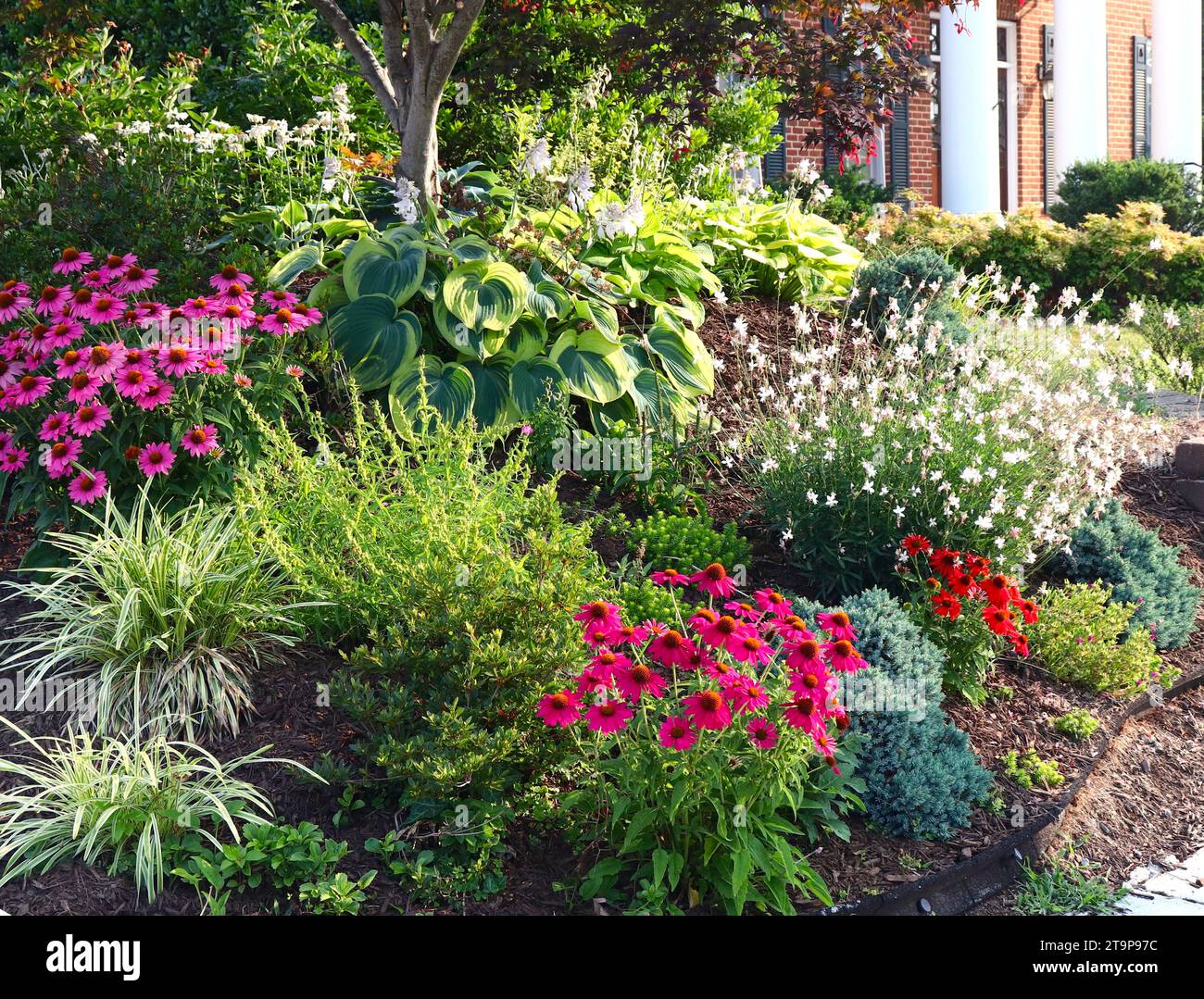 Piante da fiore anteriori immagini e fotografie stock ad alta ...