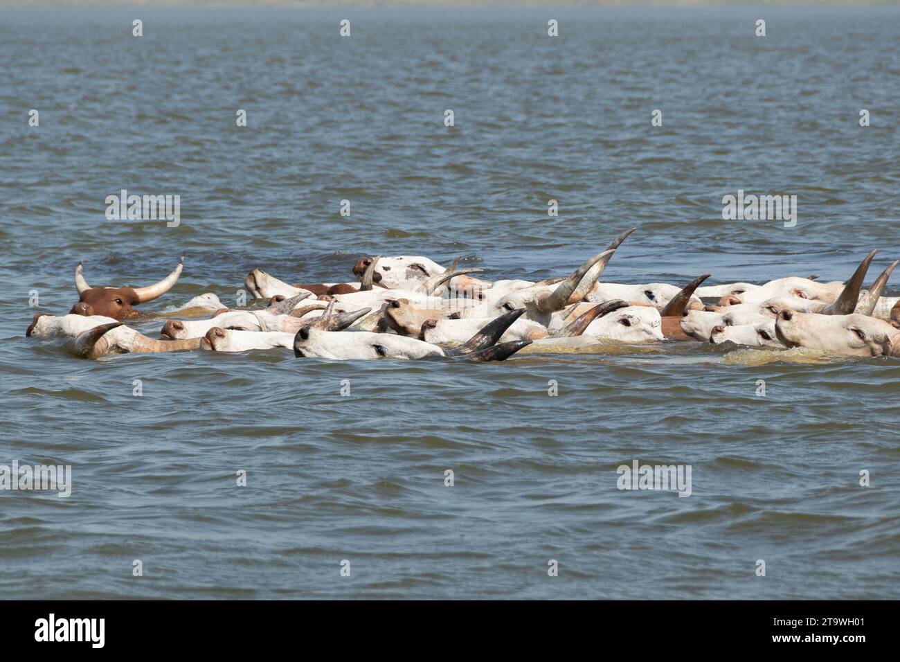 Lago ciad immagini e fotografie stock ad alta risoluzione - Alamy