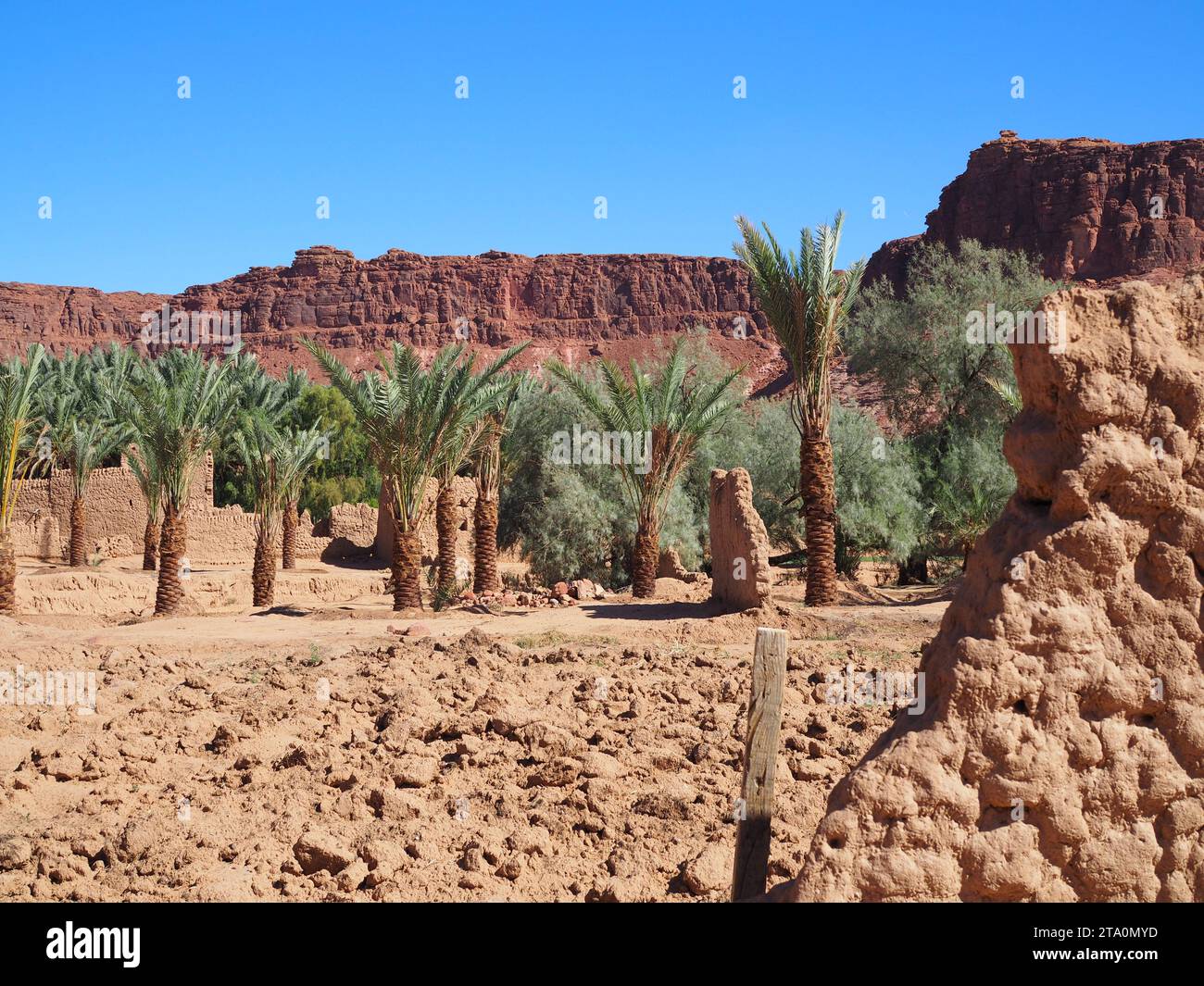 Arabia alula open immagini e fotografie stock ad alta risoluzione - Alamy