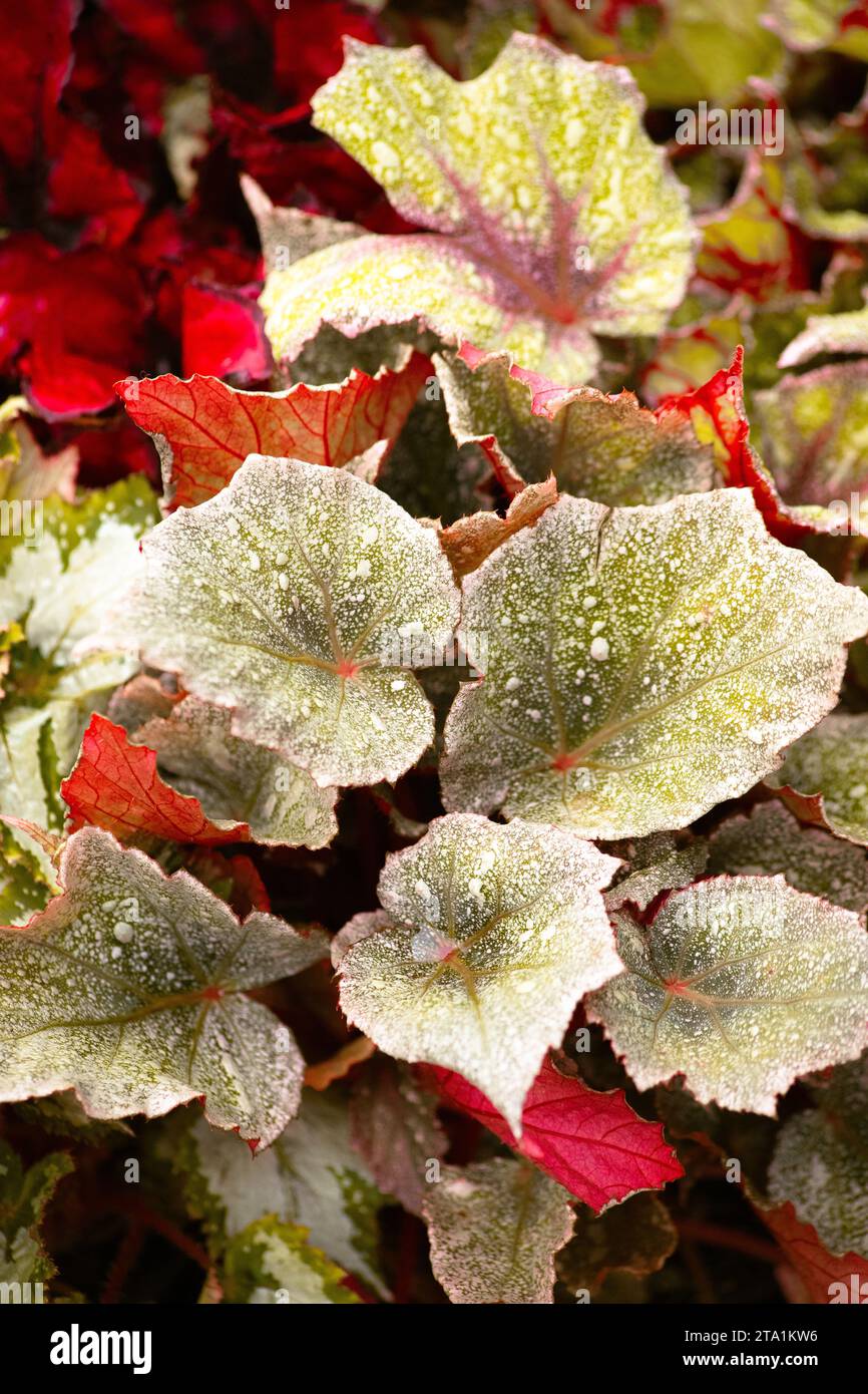 Begonia species immagini e fotografie stock ad alta risoluzione - Alamy