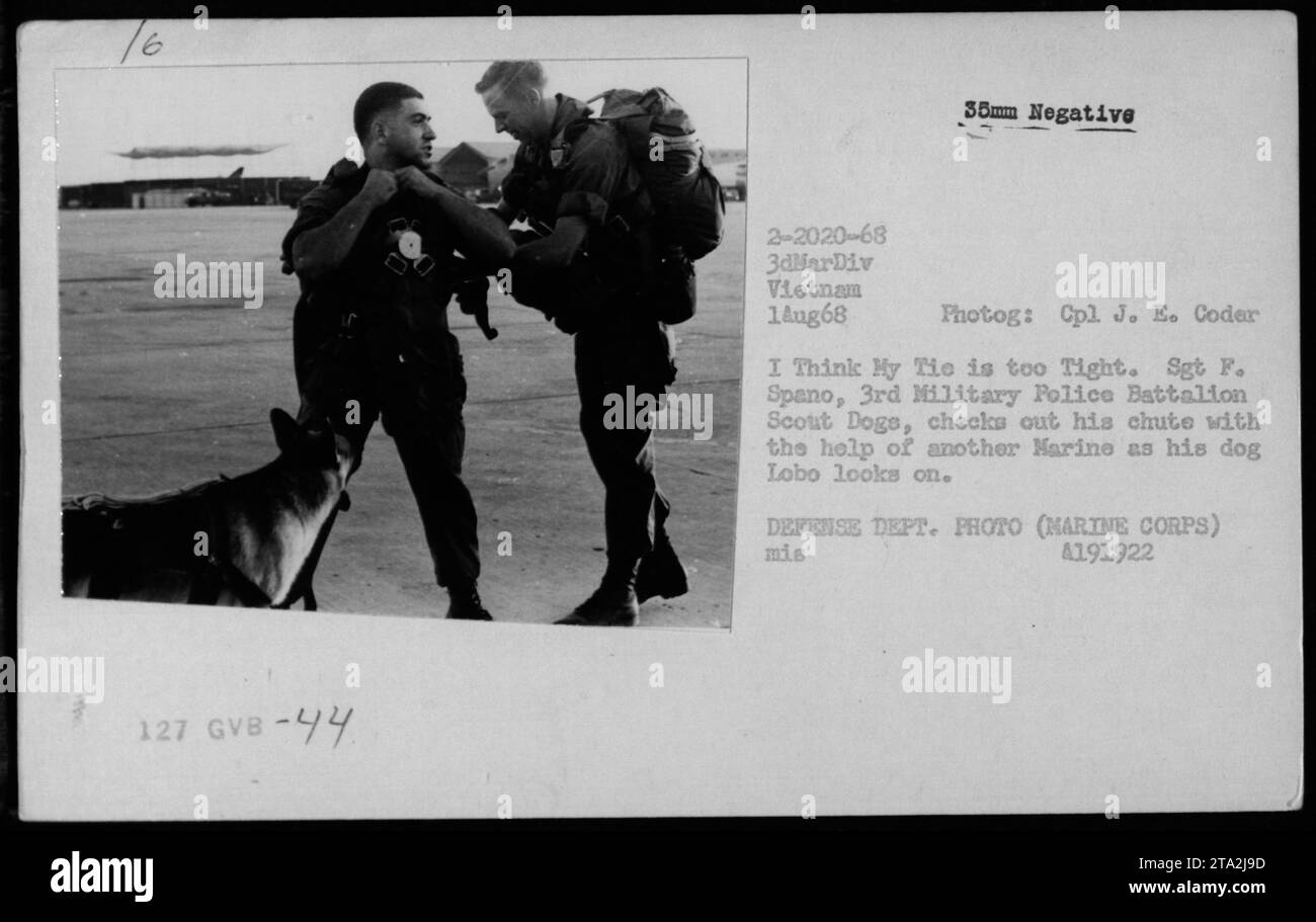 Il sergente F. Spano del 3rd Military Police Battalion Scout Dogs ...