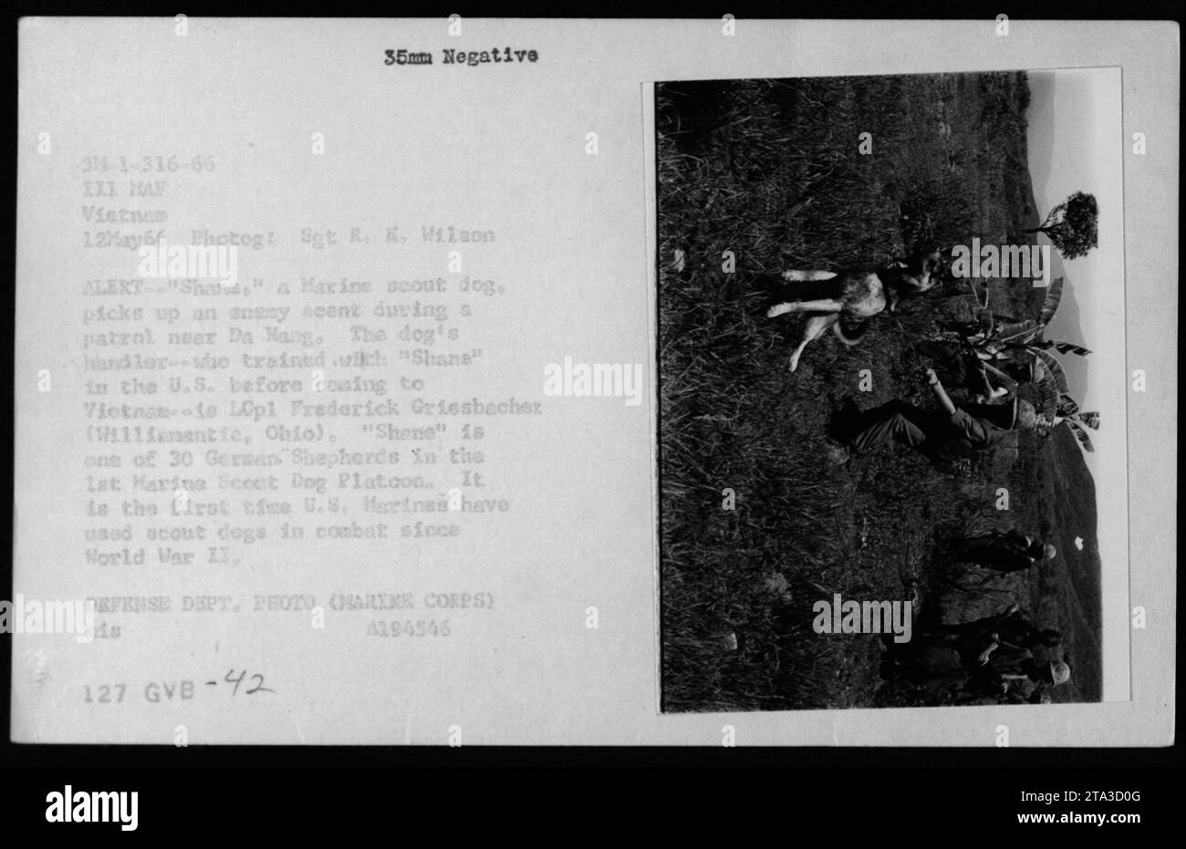 Shane, il cane da scout marino, raccoglie un odore nemico durante una ...