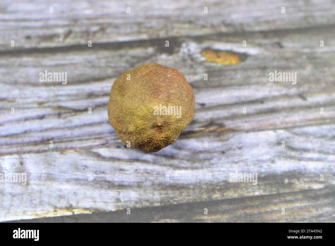 Limone con muffa, muffa è una delle strutture che certi funghi possono ...