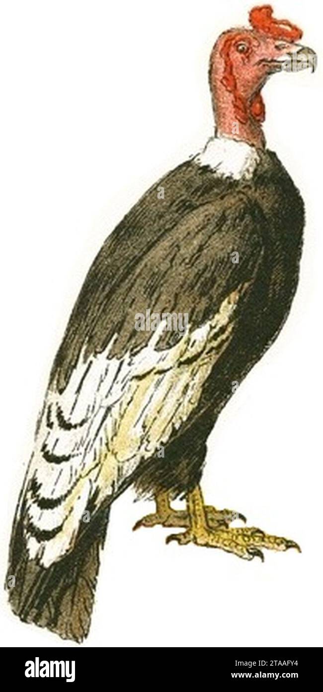Disegno dell'avvoltoio immagini e fotografie stock ad alta risoluzione ...