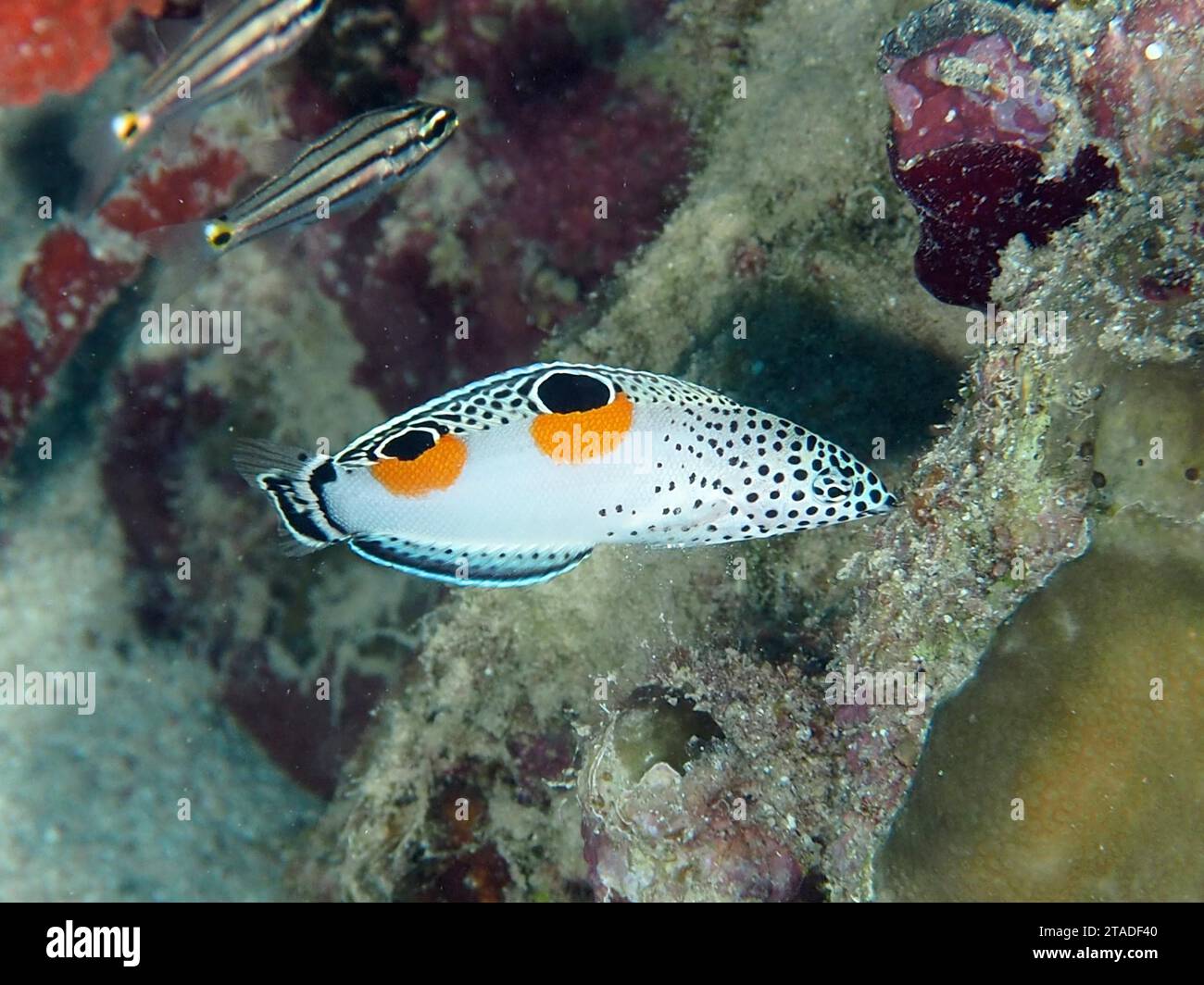 Pesce luna a macchie rosse immagini e fotografie stock ad alta ...